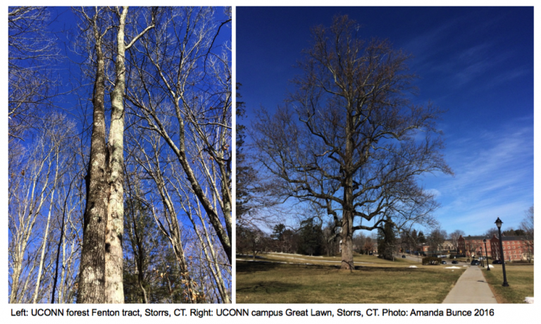 Wind and Trees 101: To Touch a Tree | Stormwise Forest Management