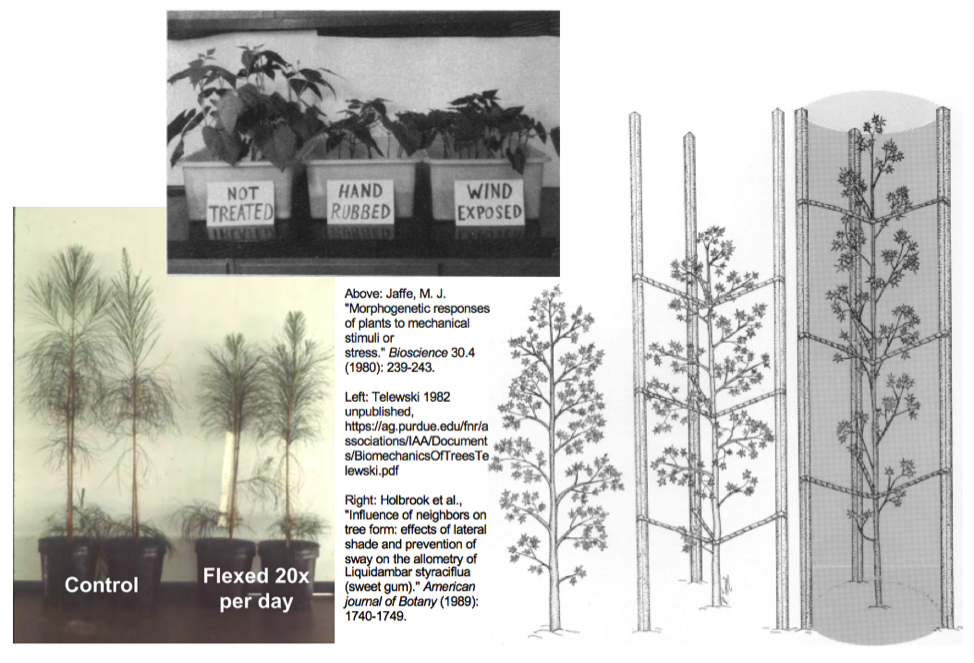 Wind and Trees 101: To Touch a Tree | Stormwise Forest Management