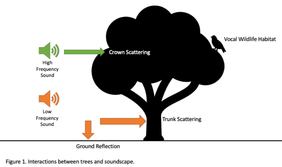 Symphony of the Forest: Trees & Soundscape | Stormwise Forest Management
